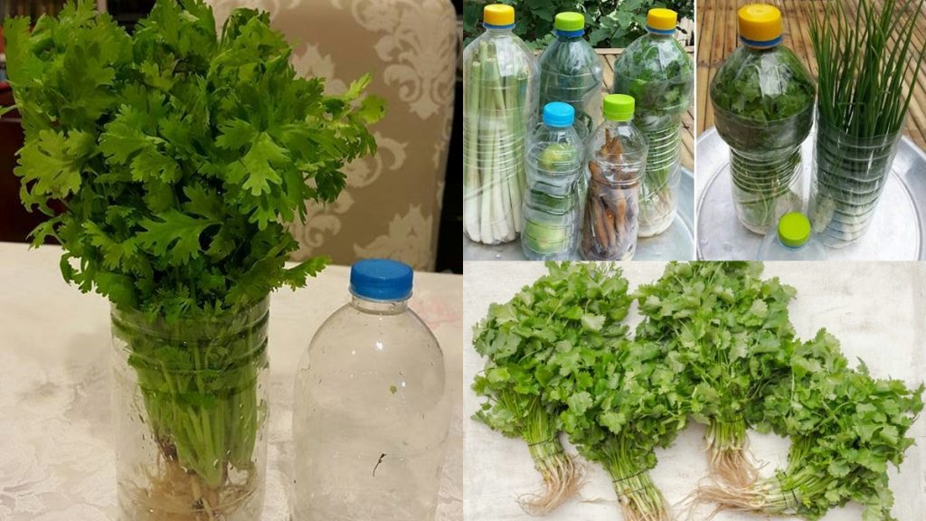 วิธีเก็บผักชี เก็บต้นหอม เก็บผัก ให้อยู่ได้นานๆ