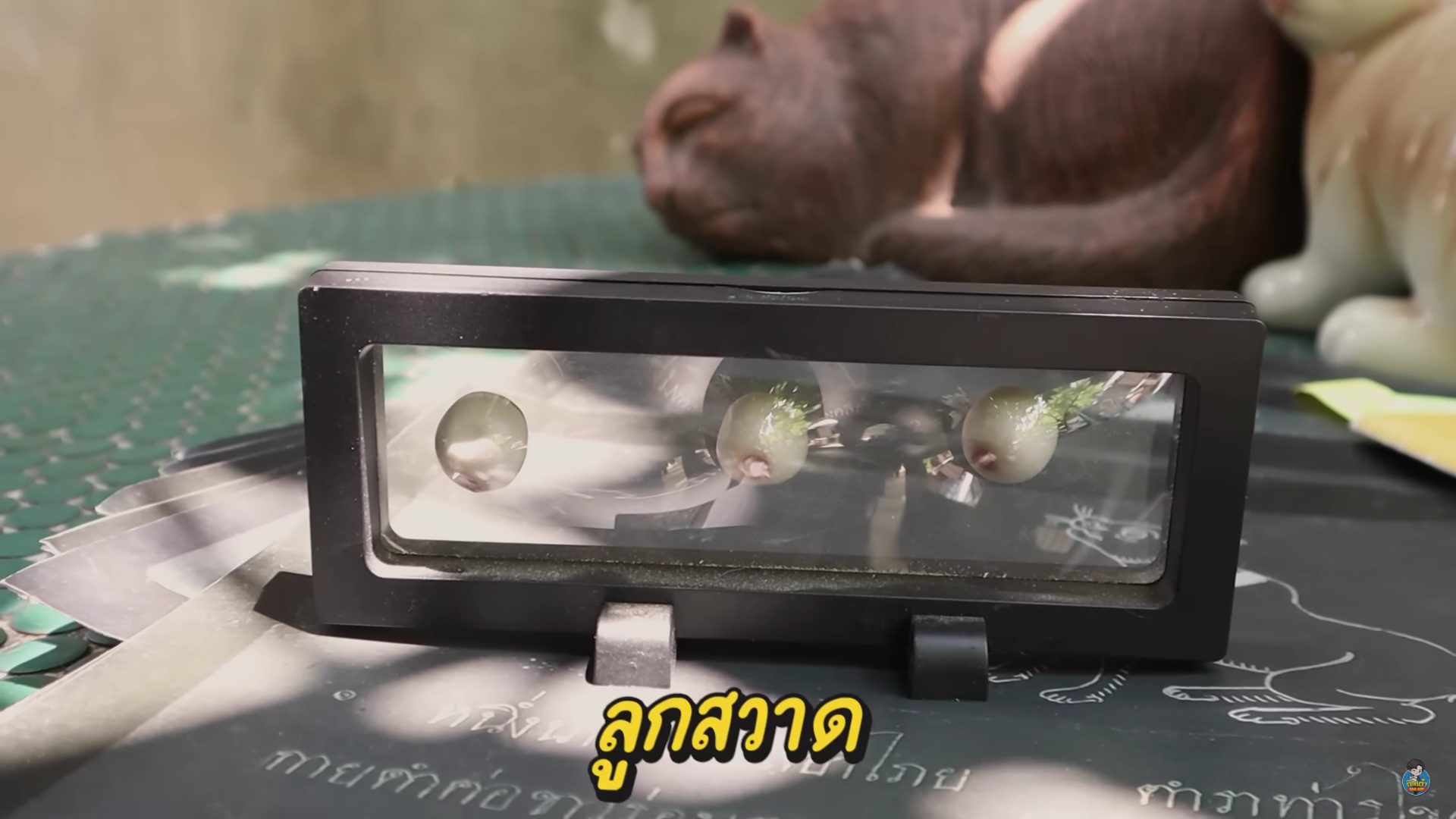 เต๋า AF พาเปิดกรุแมวไทยมงคล แมวสายมู เลี้ยงแล้วรวยจริงหรือไม่?