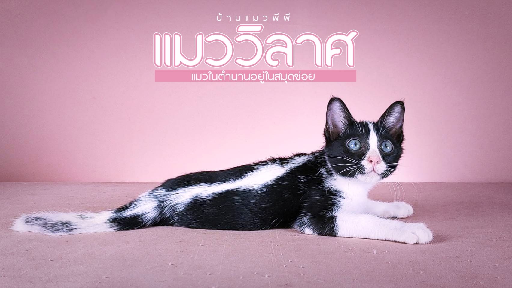 แมววิลาศ แมวไทยมงคล ในตำราสมุดข่อยโบราณ