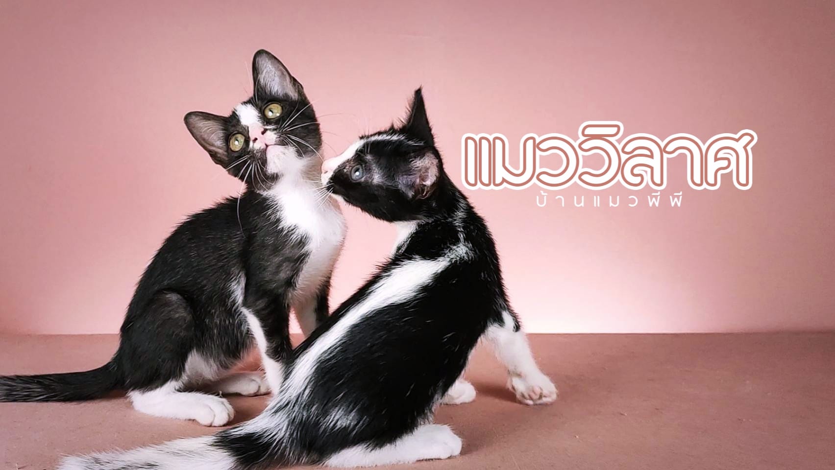 แมววิลาศ แมวไทยมงคล ในตำราสมุดข่อยโบราณ