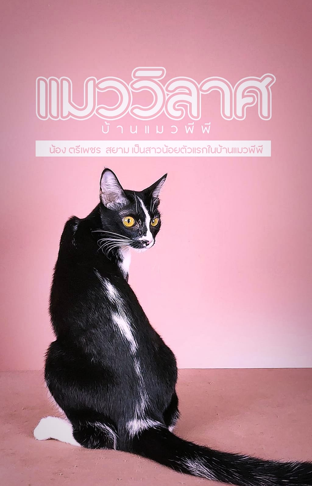 แมววิลาศ แมวไทยมงคล ในตำราสมุดข่อยโบราณ