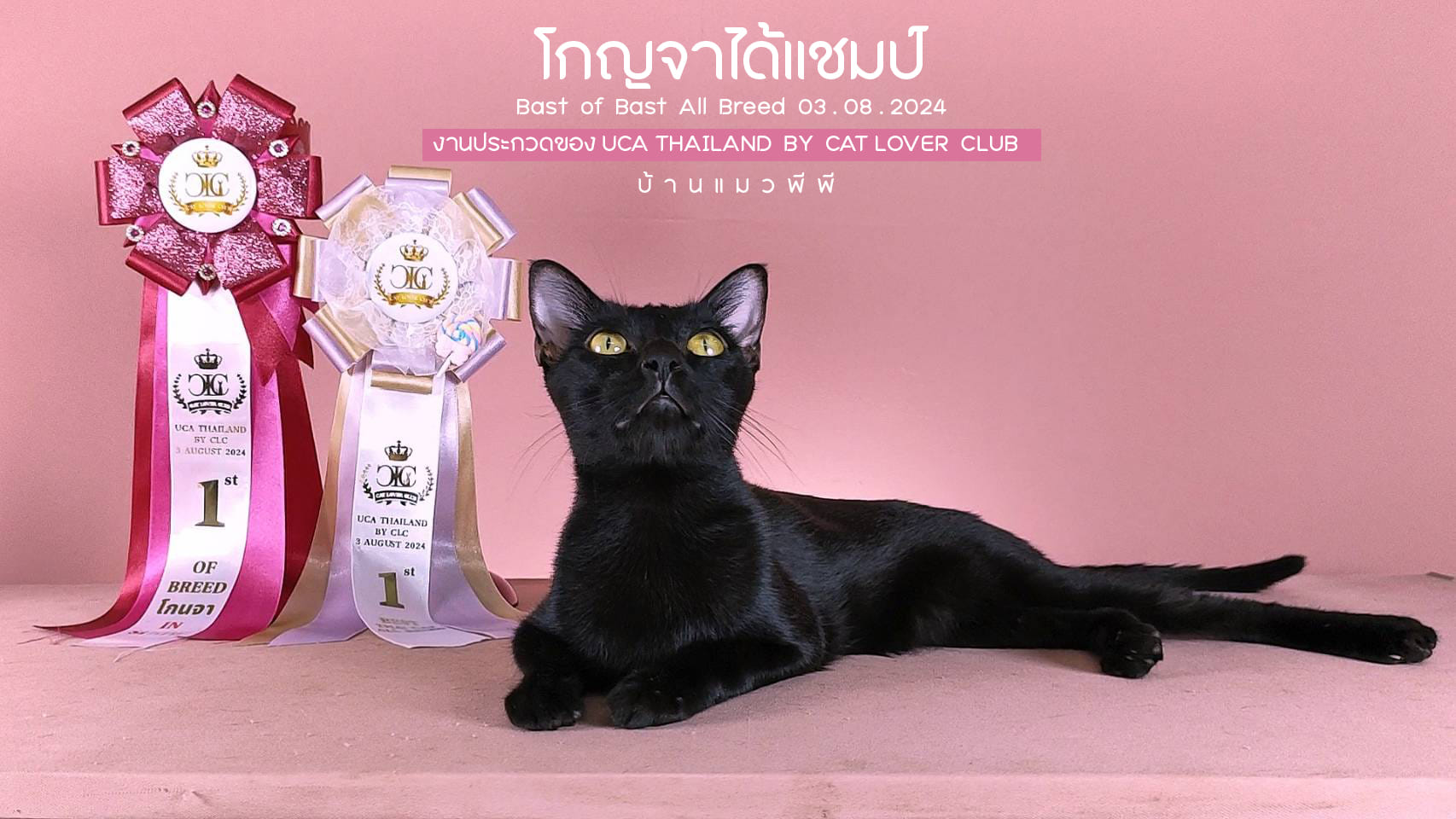 โกญจา แมวดำนำโชค แมวมงคลของไทย