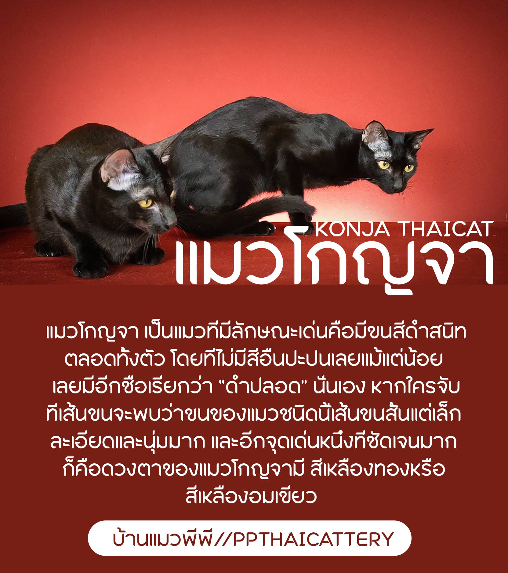 โกญจา แมวดำนำโชค แมวมงคลของไทย