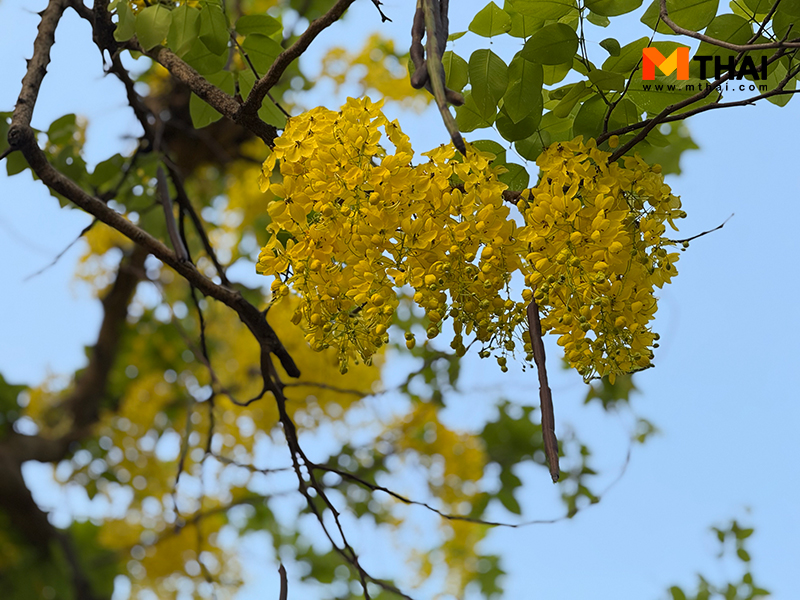 ดอกคูน ดอกไม้ประจำจังหวัดขอนแก่น หนึ่งในไม้มงคลทั้ง 9